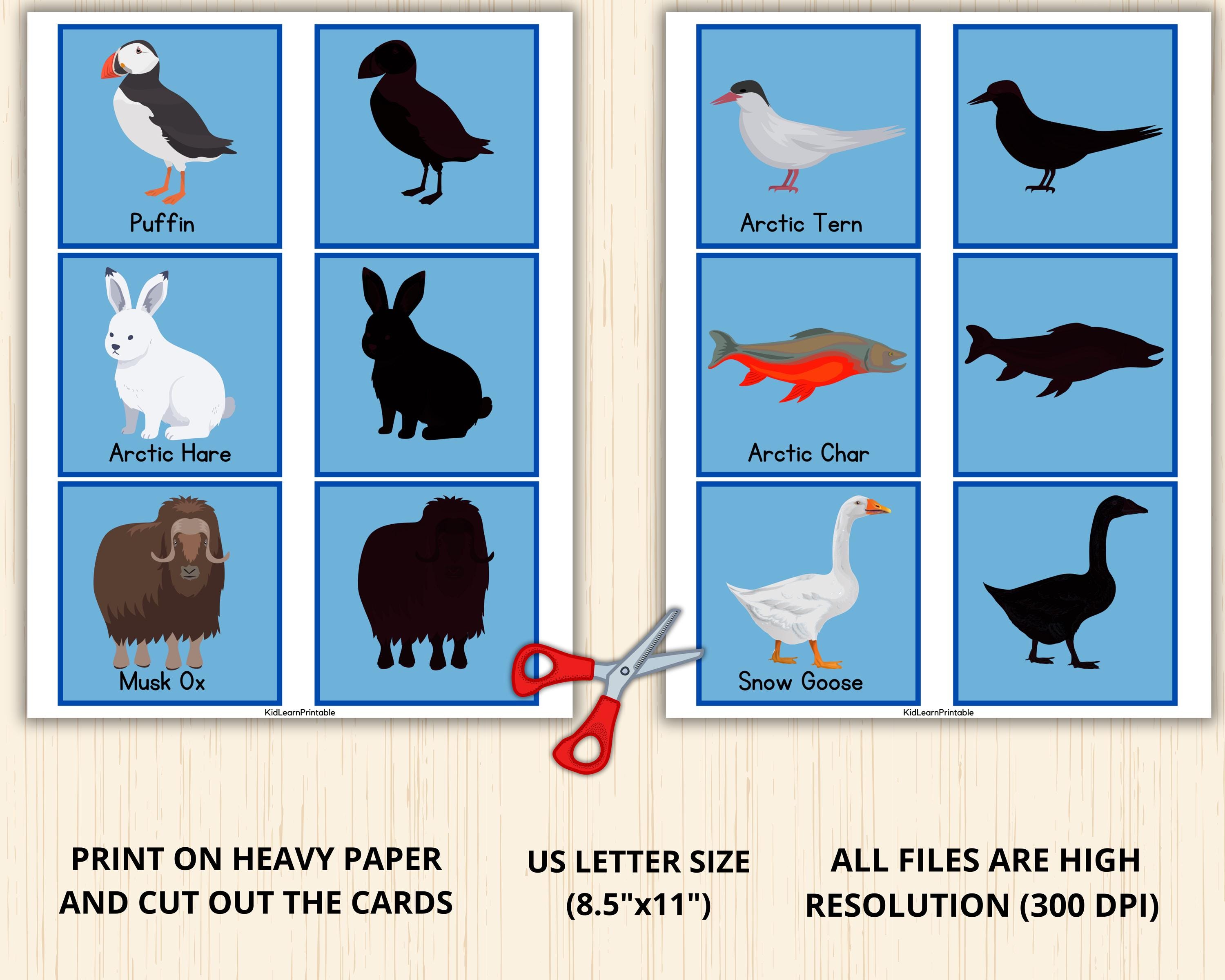 Arctic Animals Shadow Matching,north Pole Animals,winter Matching ...