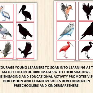 Bird Shadow Matching Cards,birds Shadow Cards,birds Match Picture,birds ...