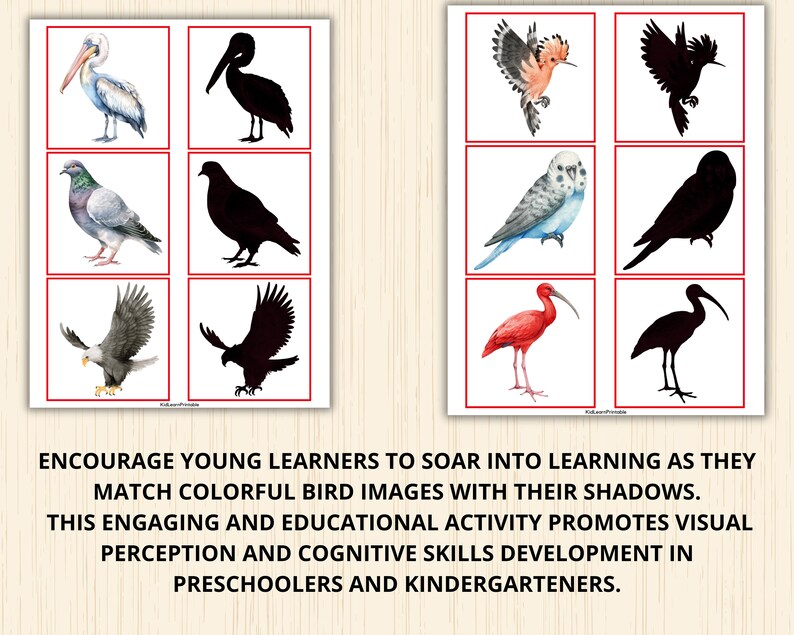Bird Shadow Matching Cards,birds Shadow Cards,birds Match Picture,birds ...