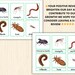 Insect Montessori Printable 3 Part Cards,bug Montessori 3 Part Cards ...