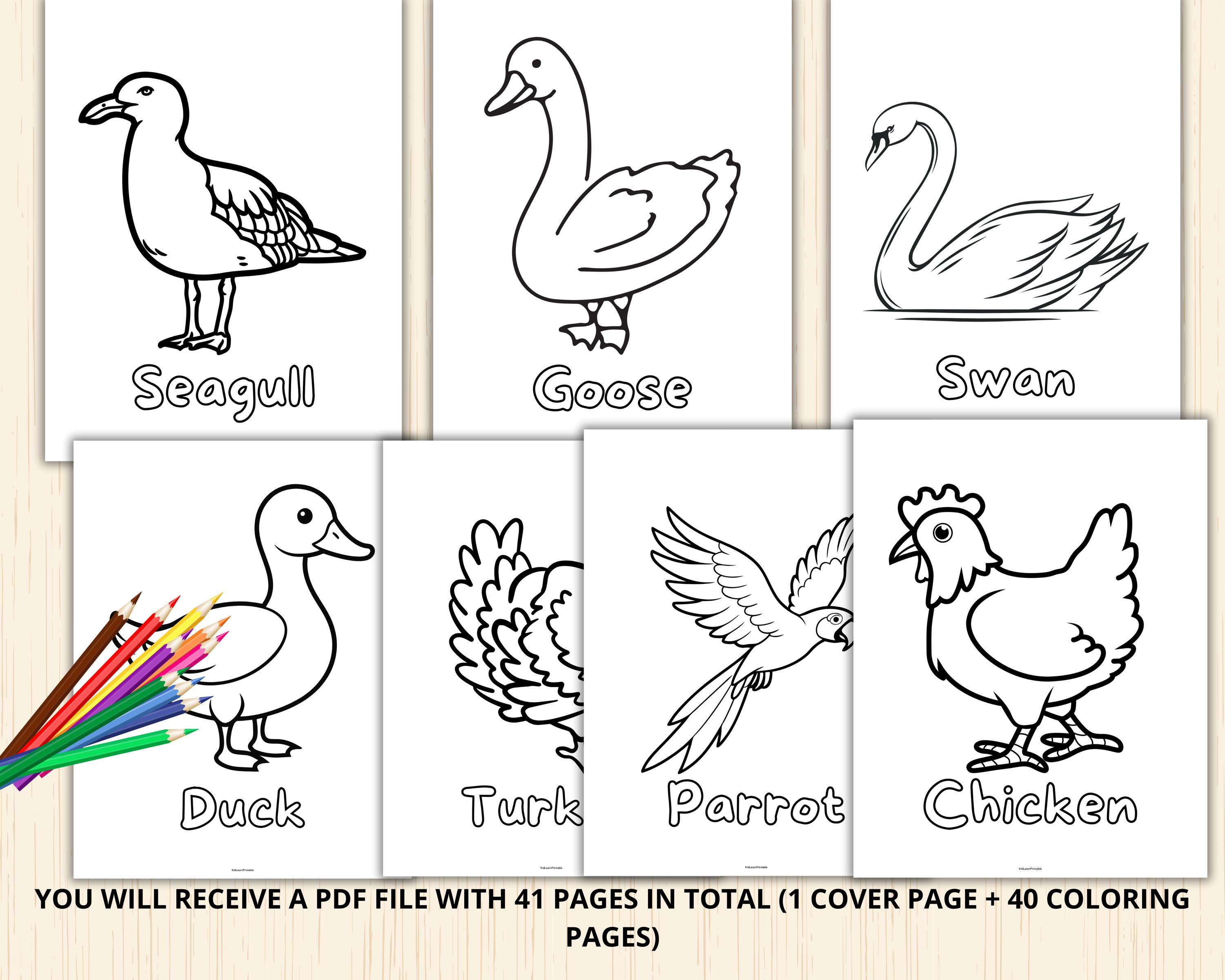 Bird Coloring Pages,bird Coloring Sheets,bird Preschool Activity,bird ...