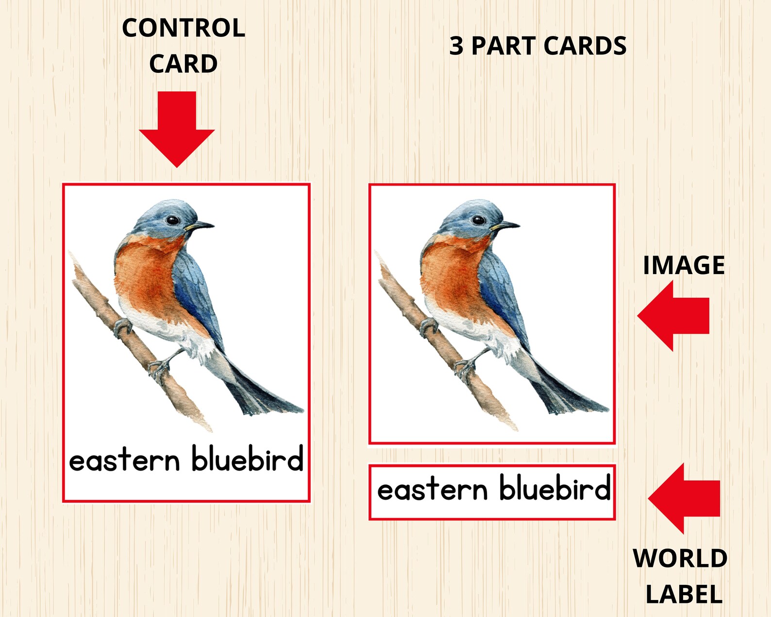 Birds Montessori Printable 3 Part Cards,us Bird Flashcards,spring ...
