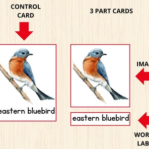 Birds Montessori Printable 3 Part Cards,us Bird Flashcards,spring ...