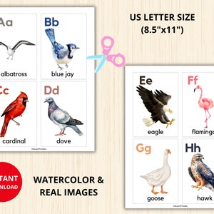 Birds Flashcards, Birds Alphabet Cards, Alphabet Flash Cards, Birds ...