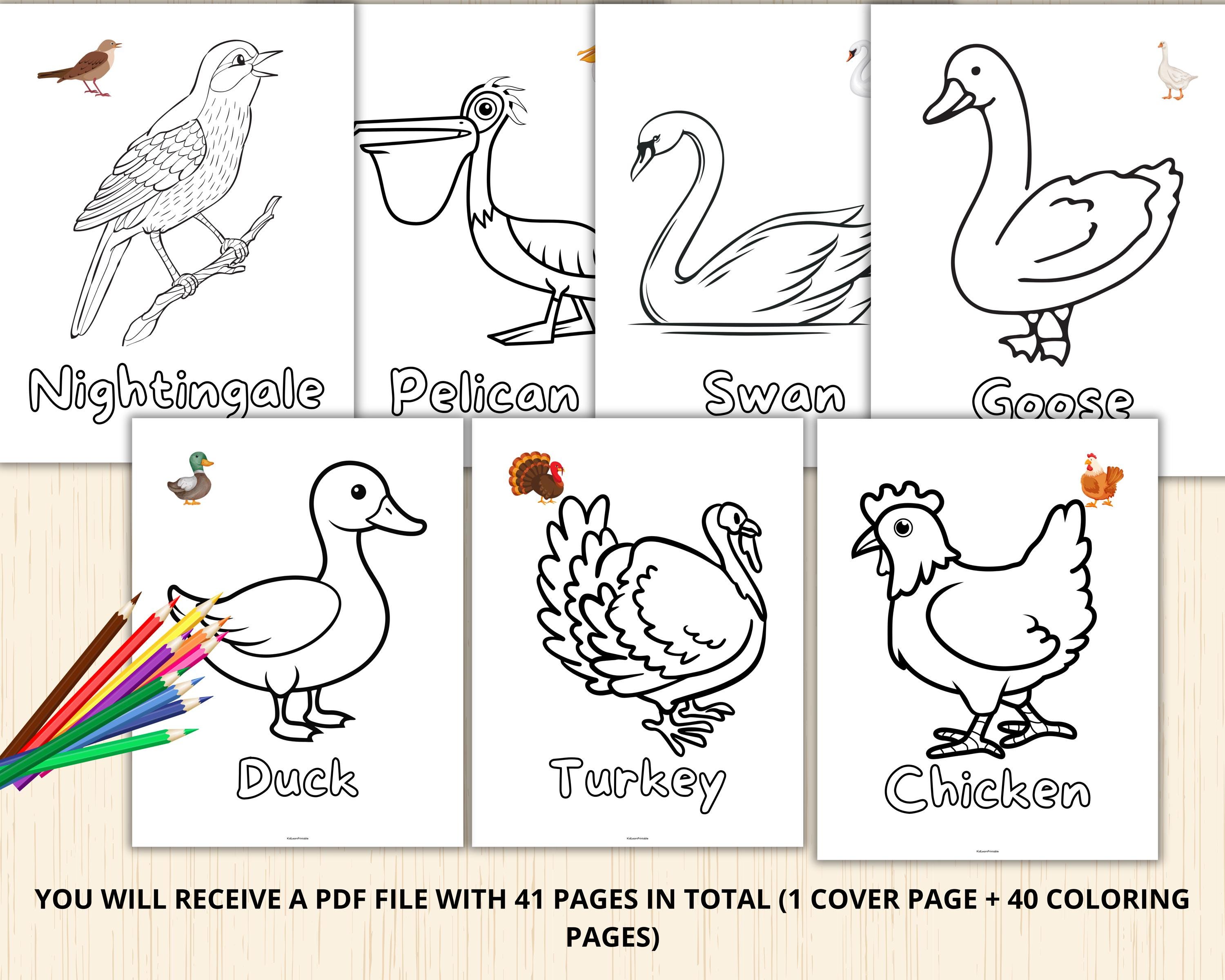 Bird Coloring Pages,bird Coloring Sheets,bird Preschool Activity,bird ...