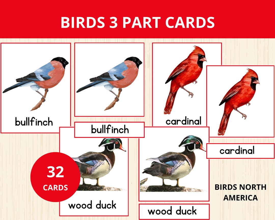 Birds Montessori Printable 3 Part Cards,us Bird Flashcards,spring ...