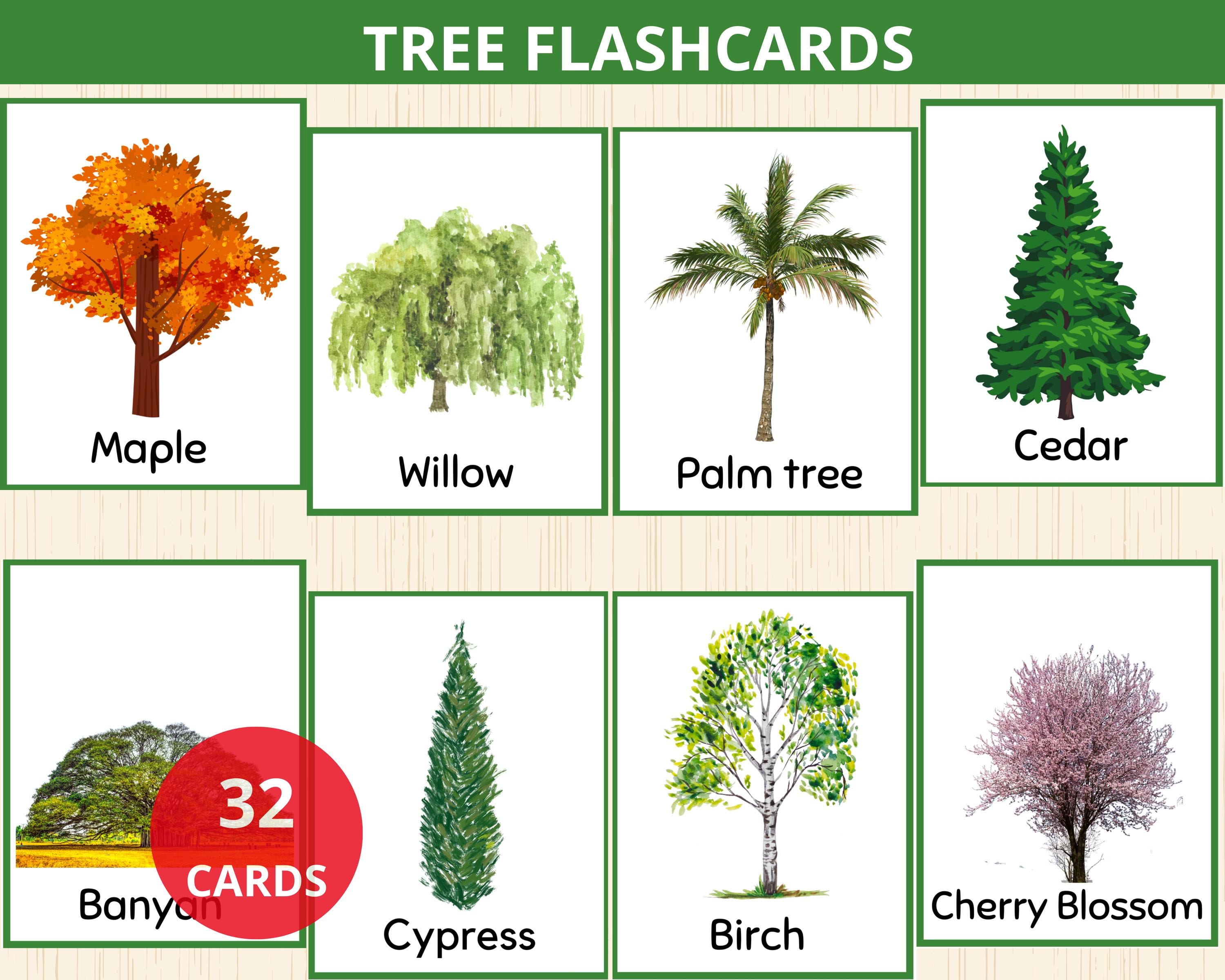 Tree Flashcards,tree Montessori Preschool,tree Unit Study,forest ...