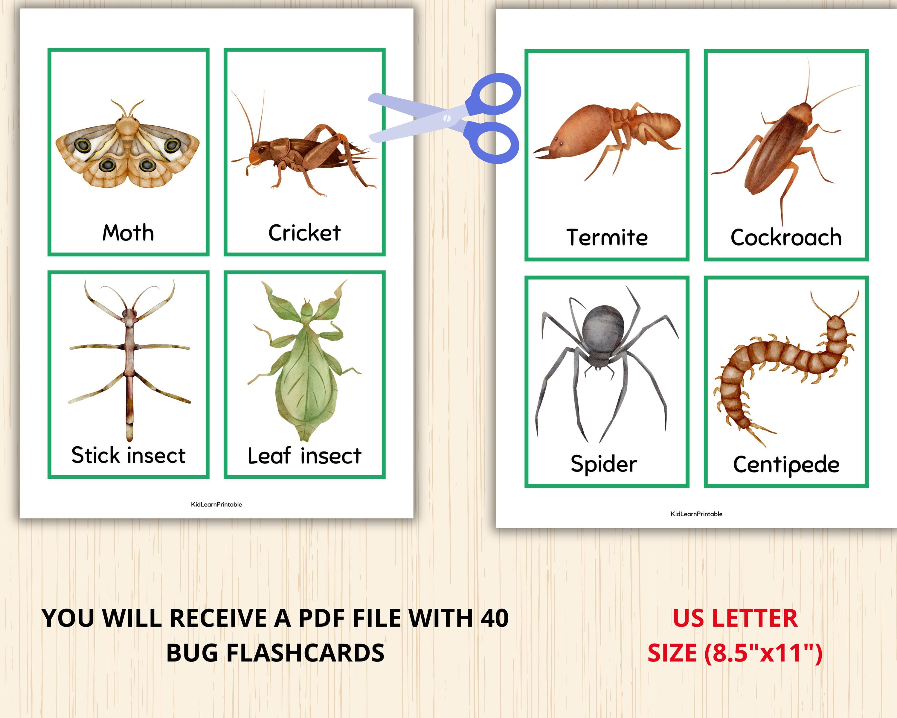 Insect Flashcards,bug Flashcards,bugs Montessori Preschool,bug ...