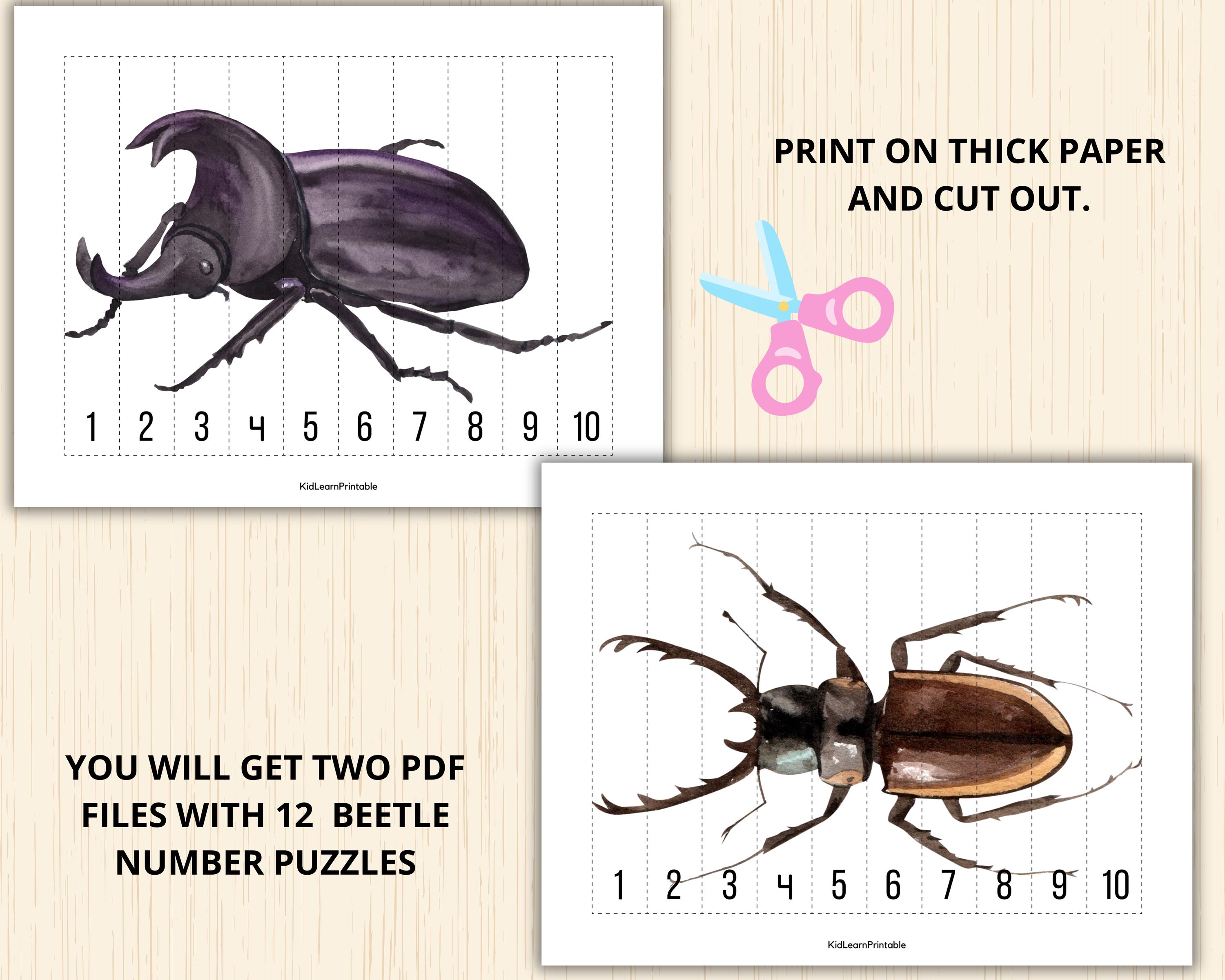 Beetle Number Puzzle,beetle Matching Activity,beetle Symmetry Puzzle ...