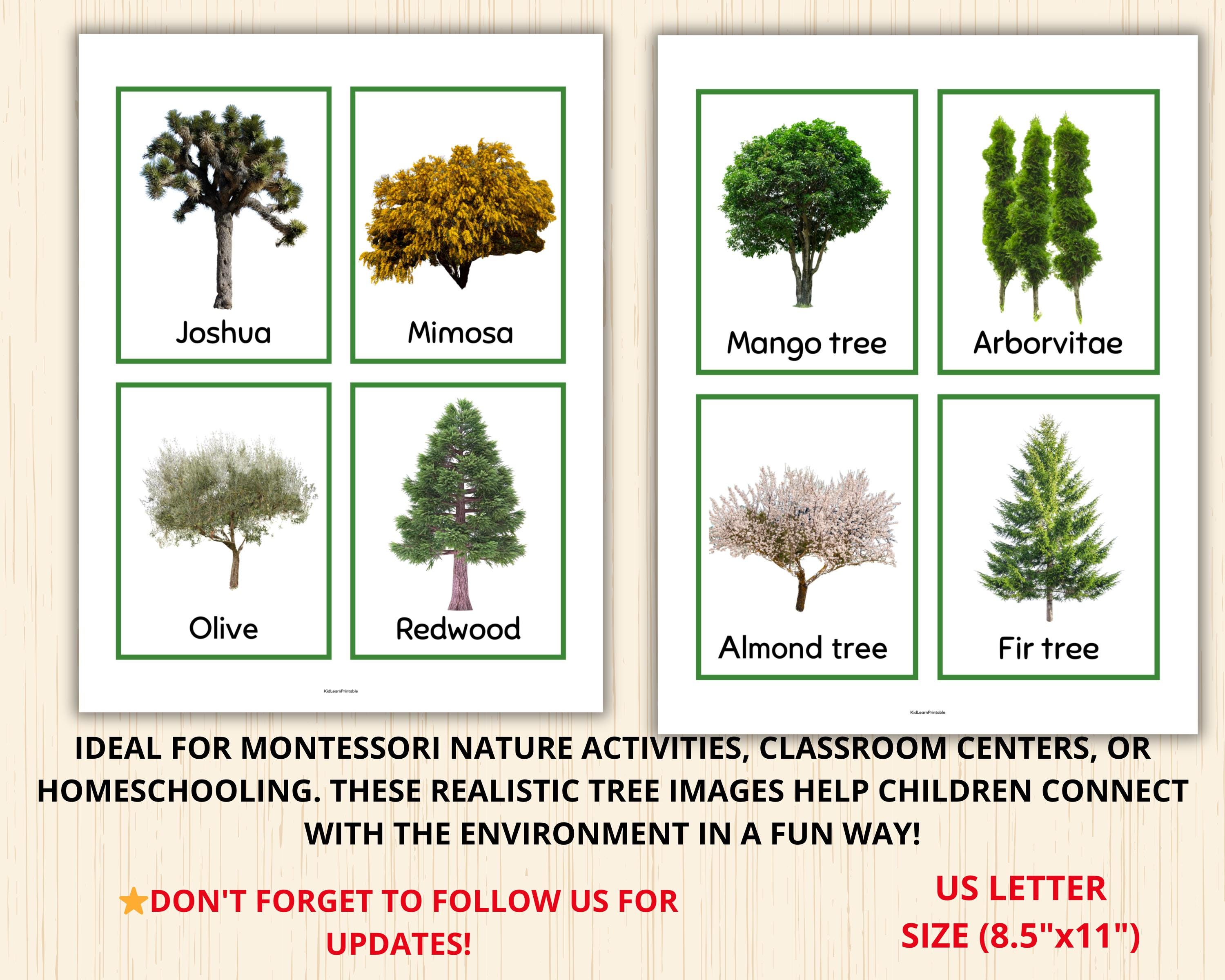 Tree Flashcards,tree Montessori Preschool,tree Unit Study,forest ...
