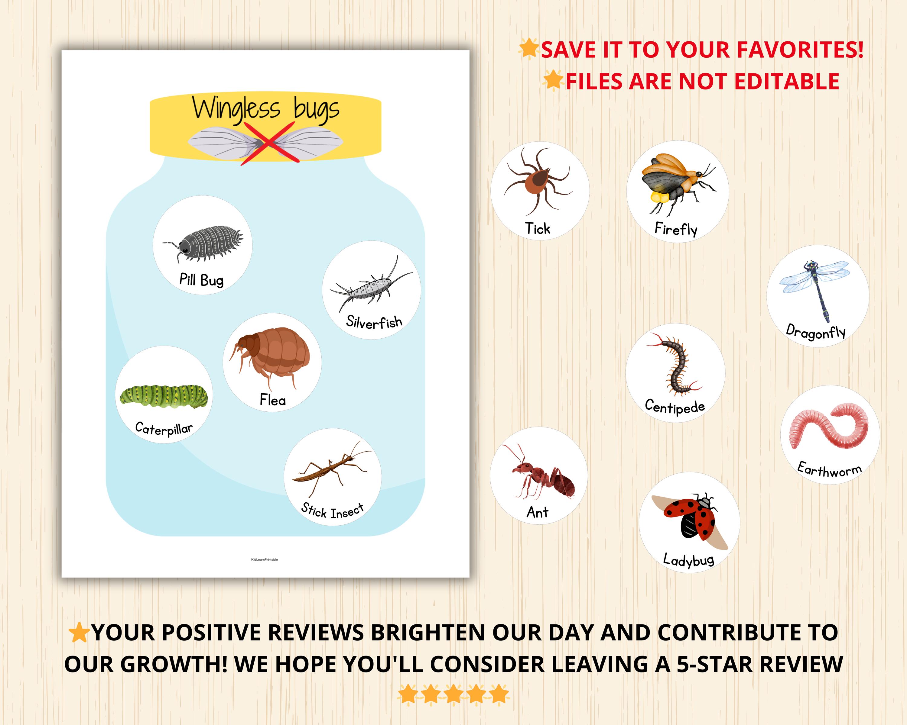 Bugs Sorting Activity,insect Sorting Game,preschool Insect,bug Unit ...