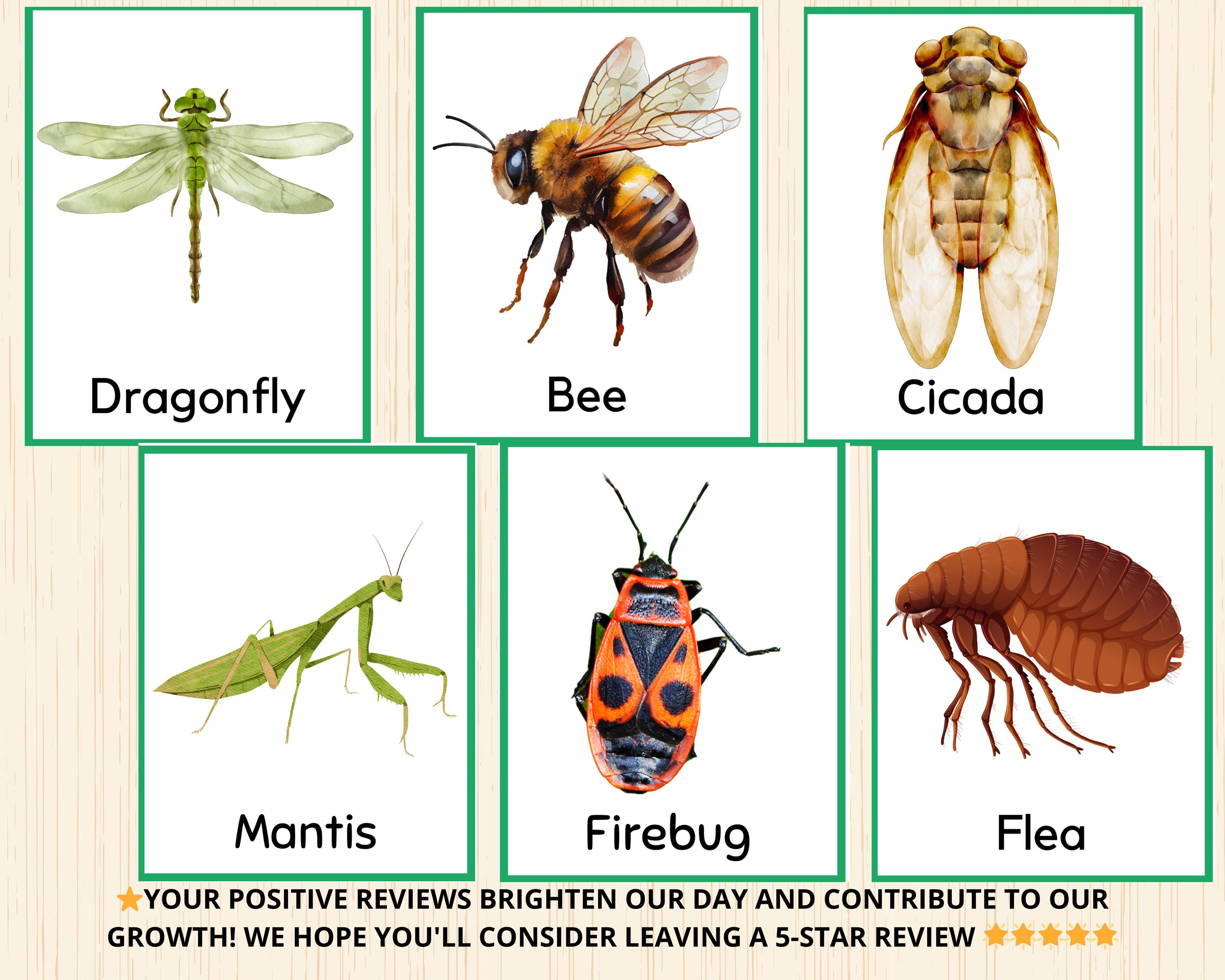 Insect Flashcards,bug Flashcards,bugs Montessori Preschool,bug ...