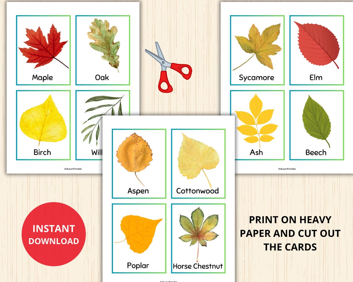 Autumn Leaves Flashcards,fall Montessori,homeschooling,leaf ...