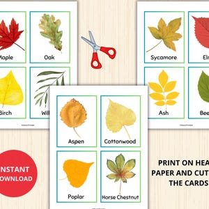 Autumn Leaves Flashcards,fall Montessori,homeschooling,leaf ...
