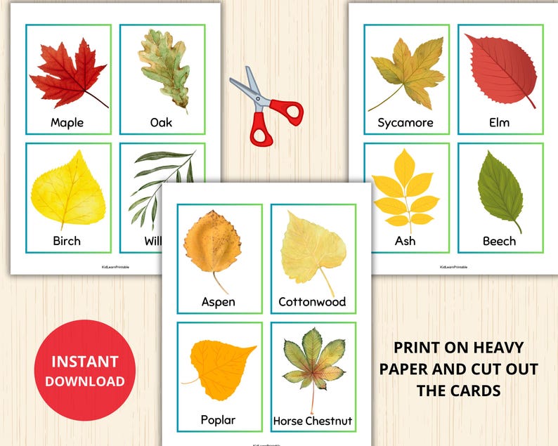 Autumn Leaves Flashcards,fall Montessori,homeschooling,leaf ...