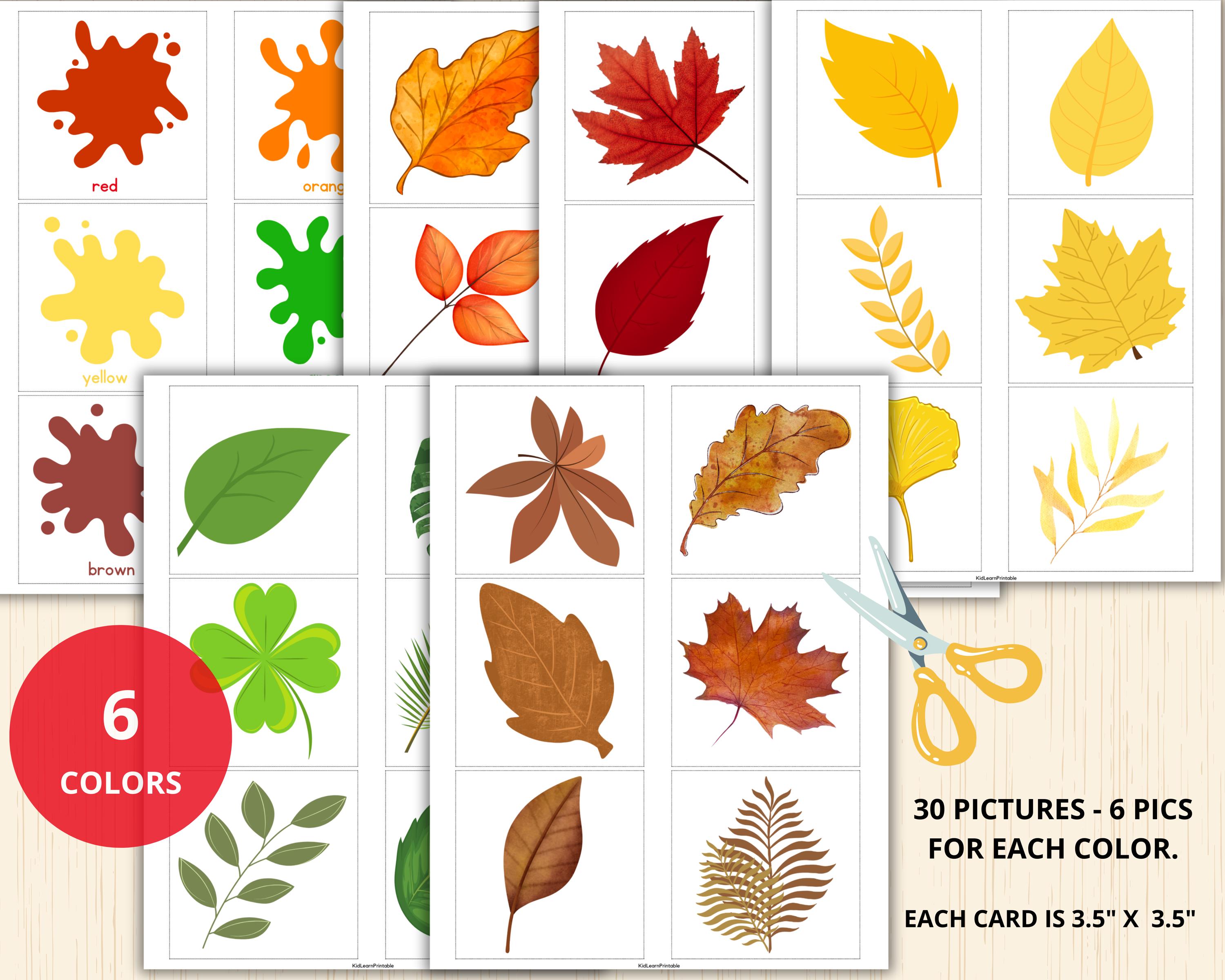 Autumn Leaf Activity Pack,leaves Unit Study,fall Unit Study Bundle,fall ...