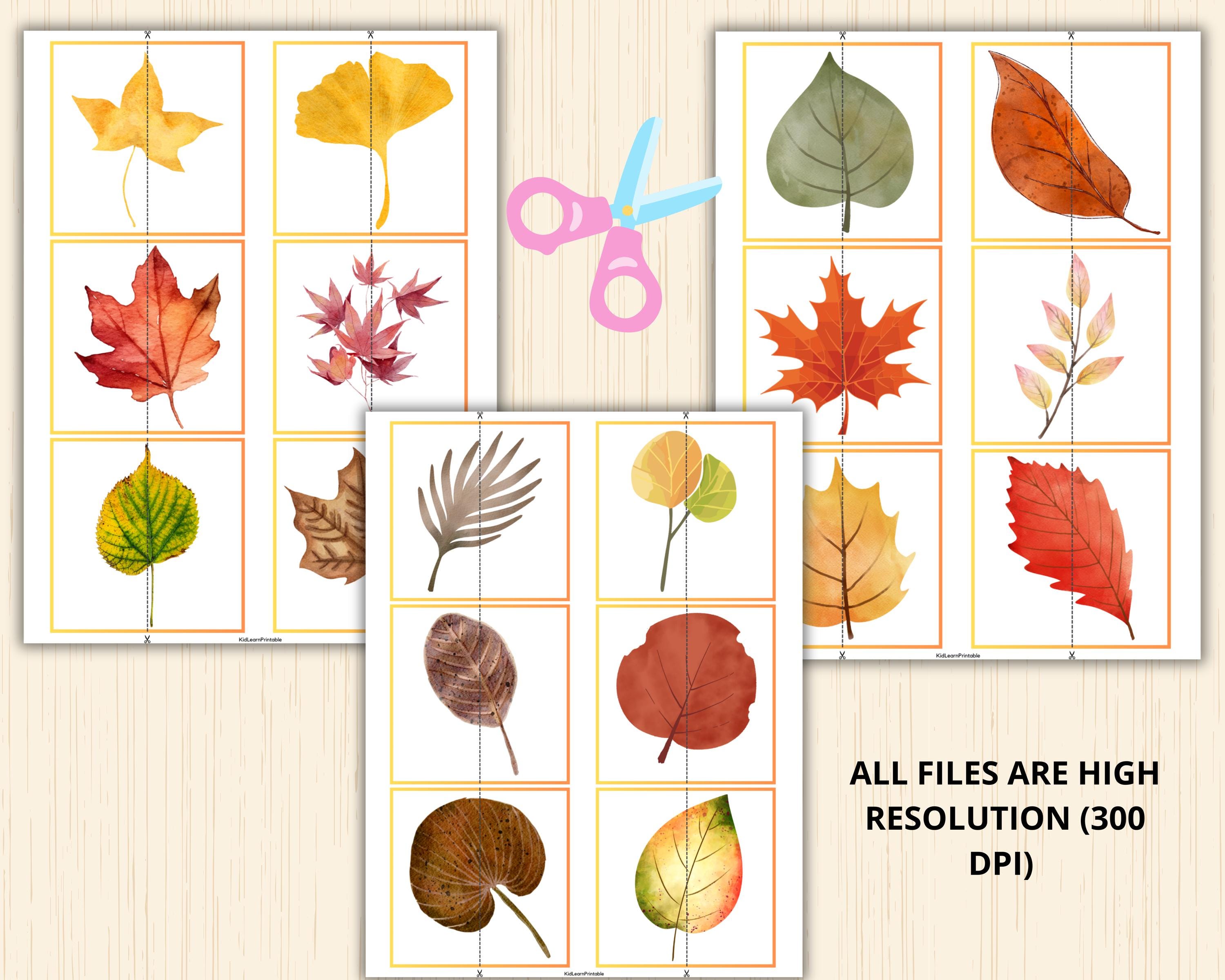 Matching Leaves,fall Activity for Kids, Toddler Activity,sensory Table ...