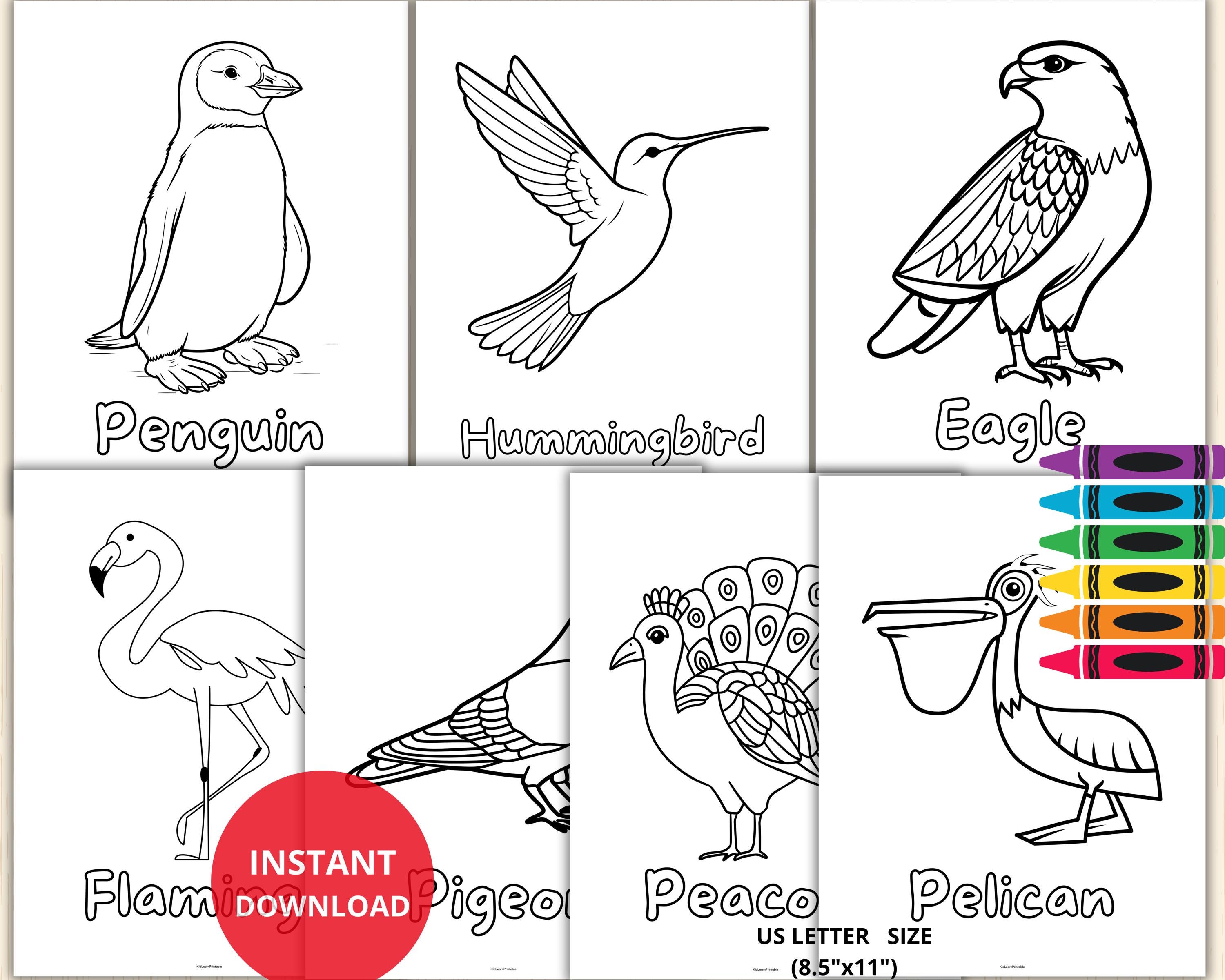 Bird Coloring Pages,bird Coloring Sheets,bird Preschool Activity,bird ...