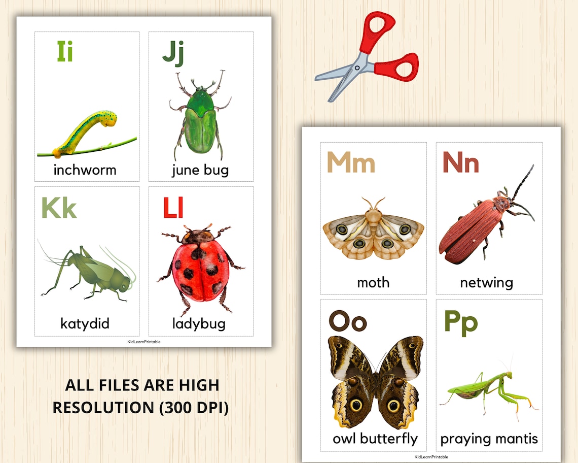 Insect Flashcards, Bug Alphabet,insect Alphabet Cards, Alphabet Flash ...