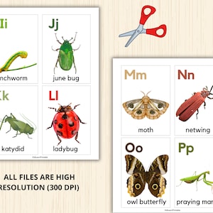 Insect Flashcards, Bug Alphabet,insect Alphabet Cards, Alphabet Flash ...