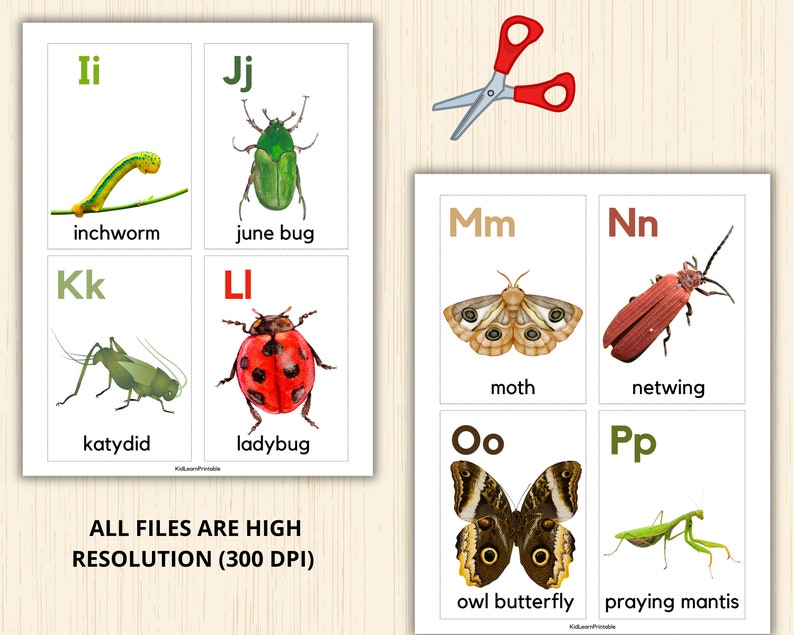 Insect Flashcards, Bug Alphabet,insect Alphabet Cards, Alphabet Flash ...