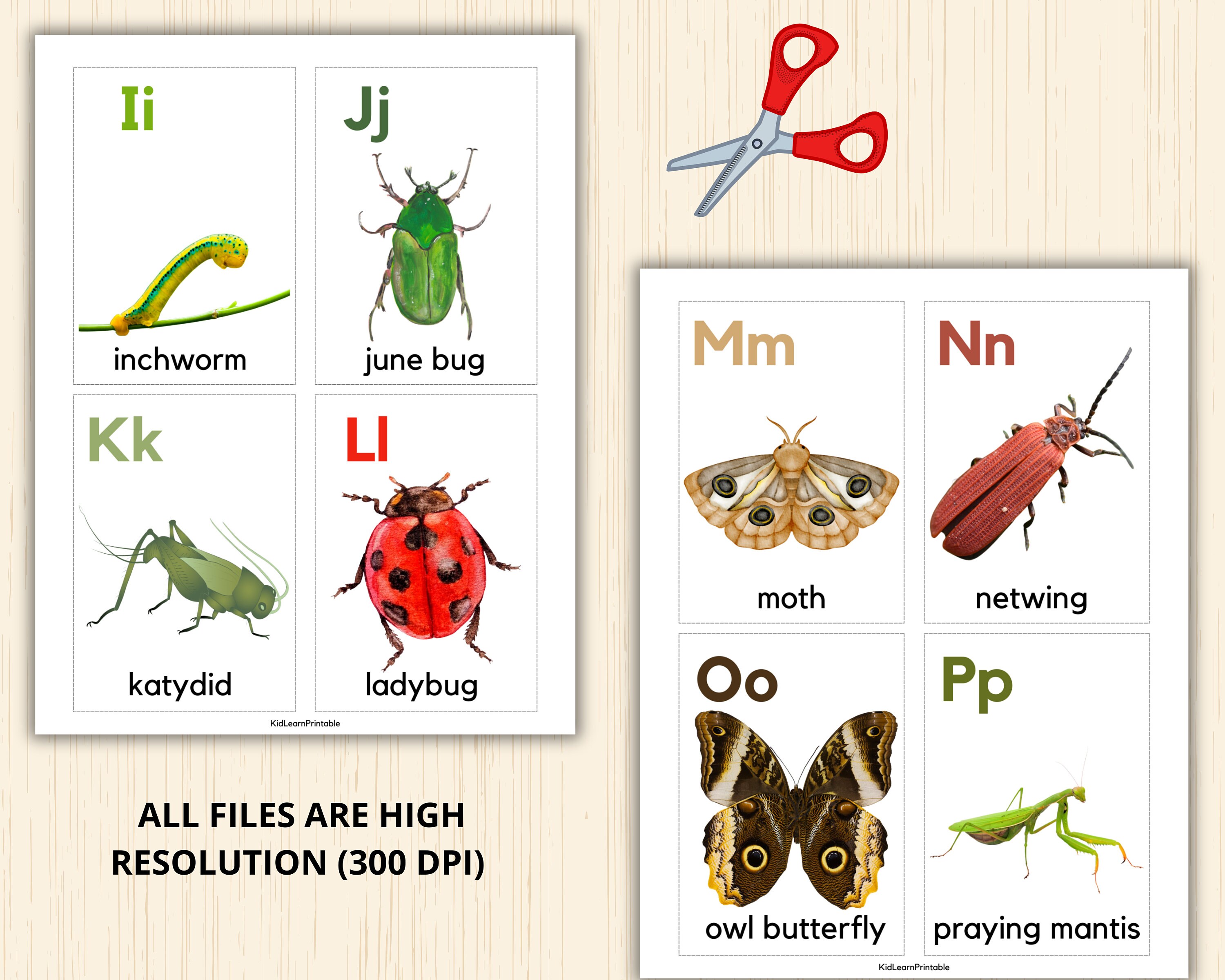 Insect Flashcards, Bug Alphabet,insect Alphabet Cards, Alphabet Flash ...