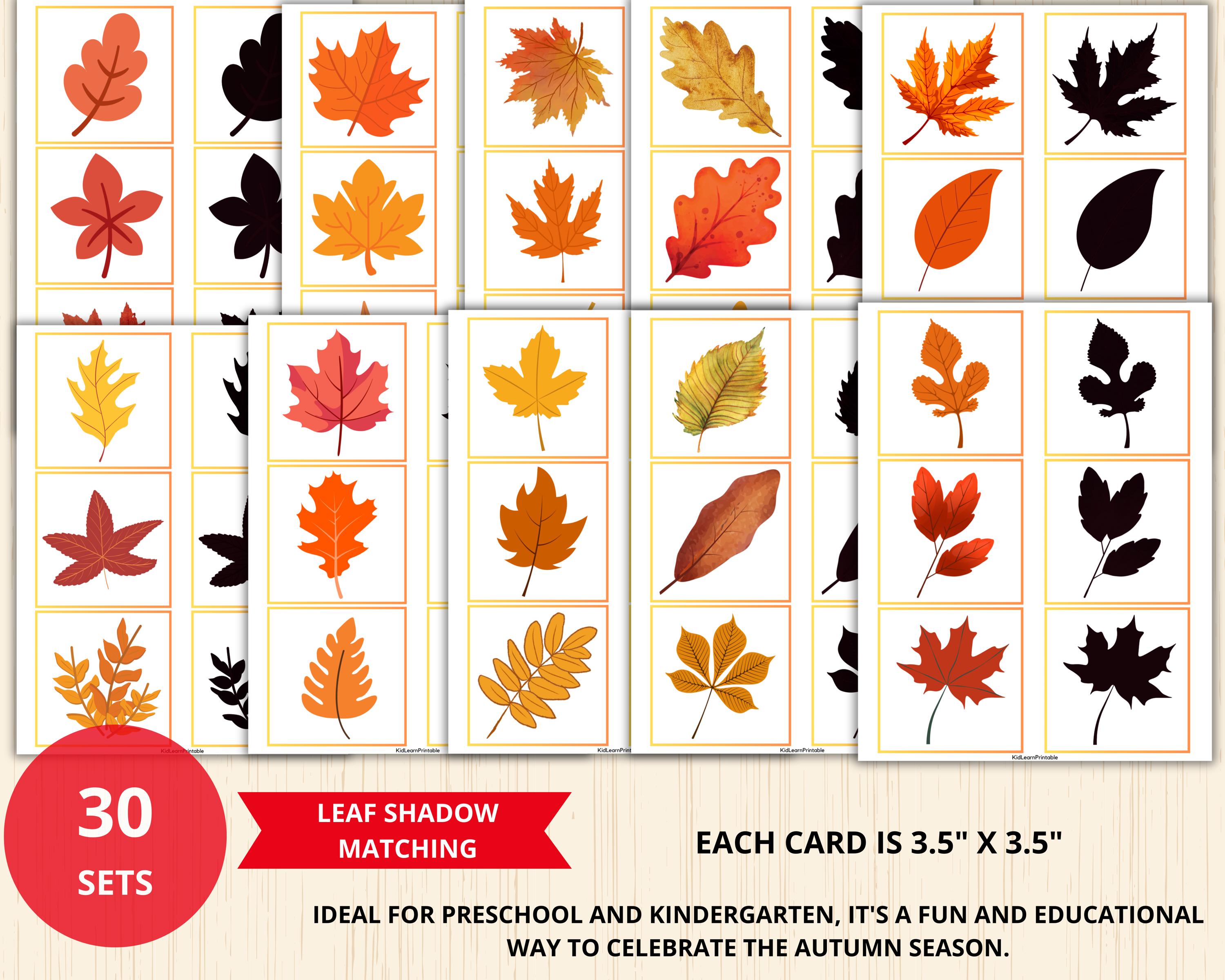 Autumn Leaf Activity Pack,leaves Unit Study,fall Unit Study Bundle,fall ...