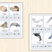 Ocean Animal Phonics Clip Cards, Beginning Sound Activity, Sea Animals ...