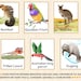 Australian Animal Flashcards,australia Flash Cards,australia Montessori ...