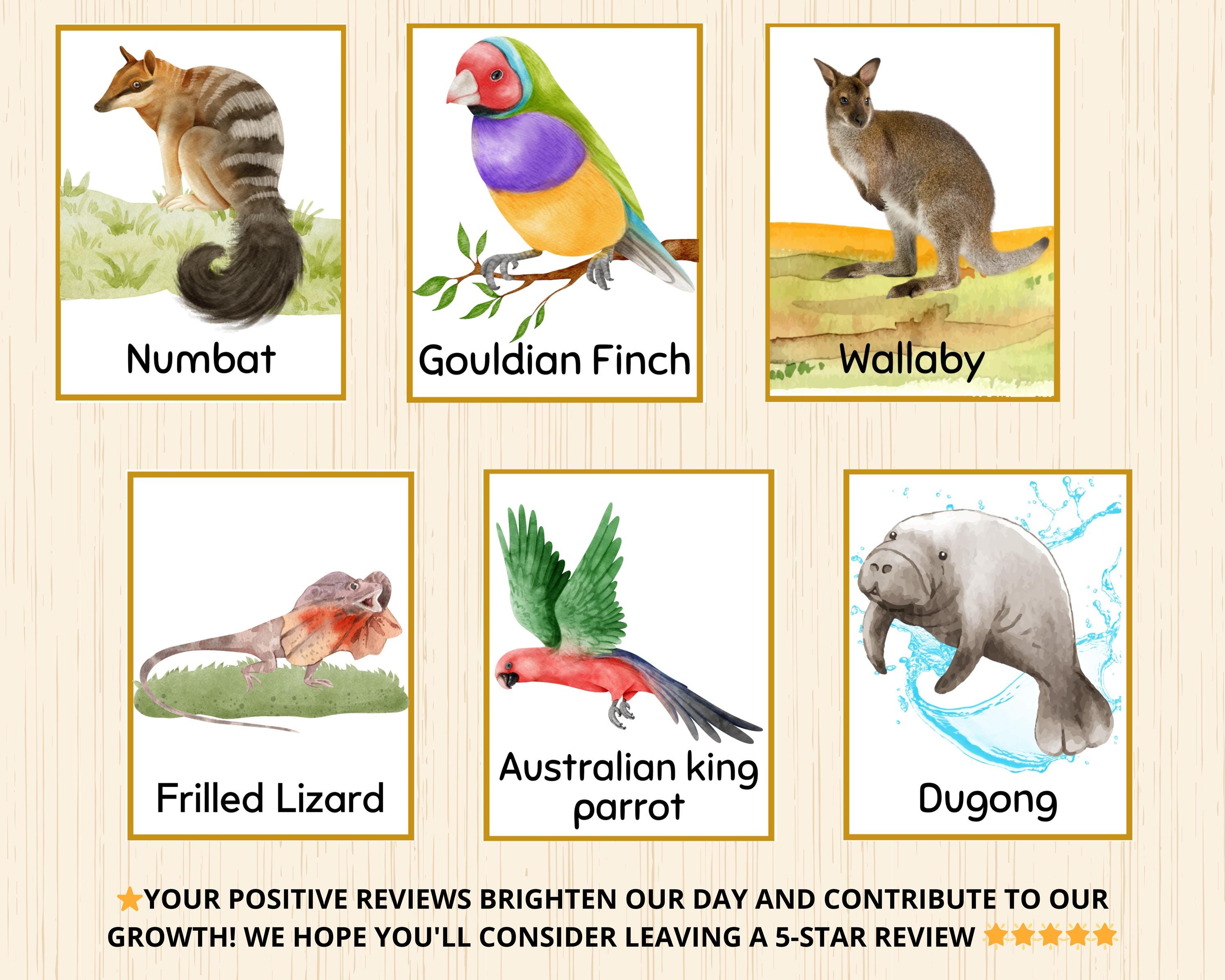 Australian Animal Flashcards,australia Flash Cards,australia Montessori ...
