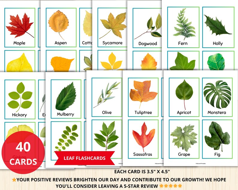 Autumn Leaf Activity Pack,leaves Unit Study,fall Unit Study Bundle,fall ...