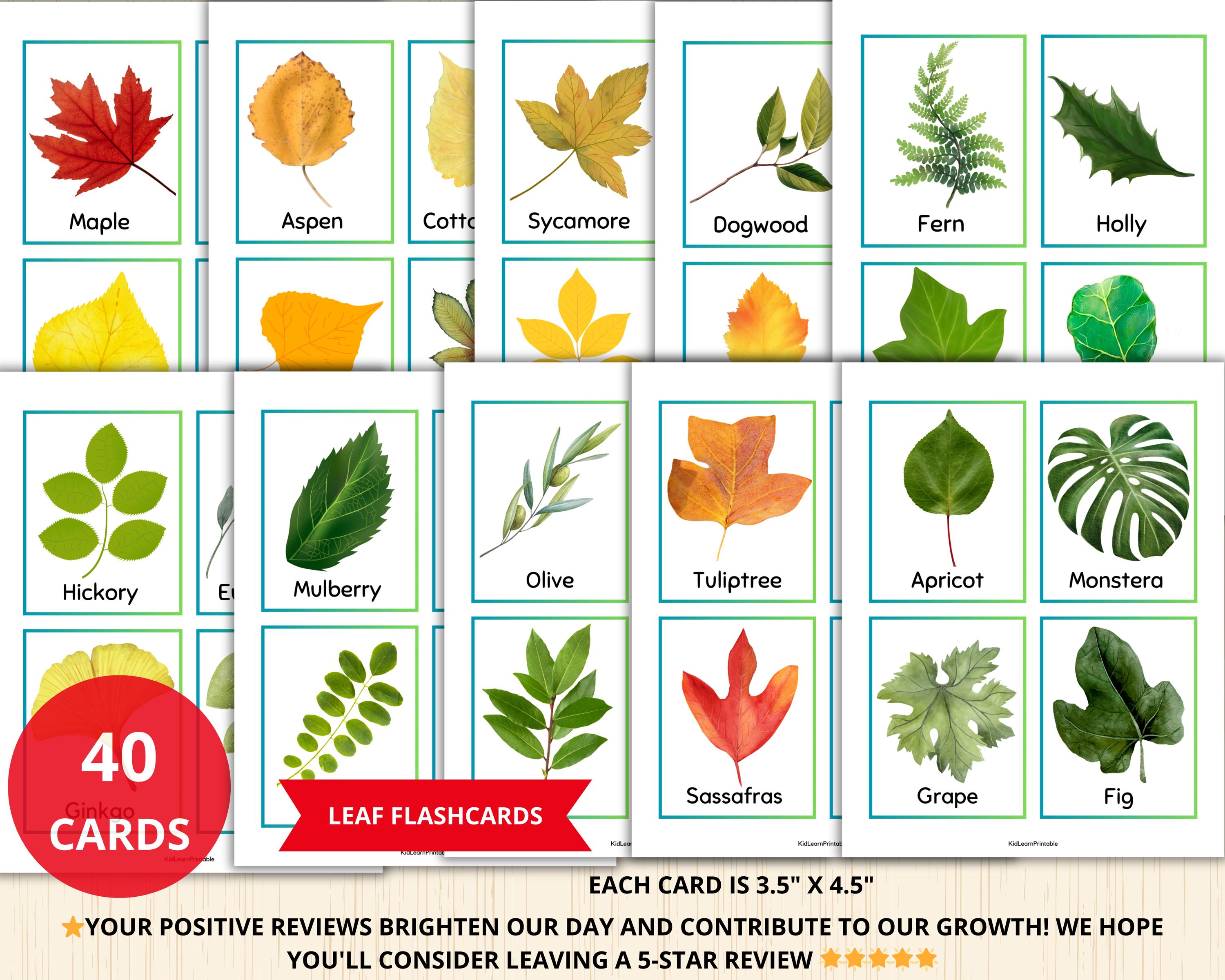 Autumn Leaf Activity Pack,leaves Unit Study,fall Unit Study Bundle,fall ...