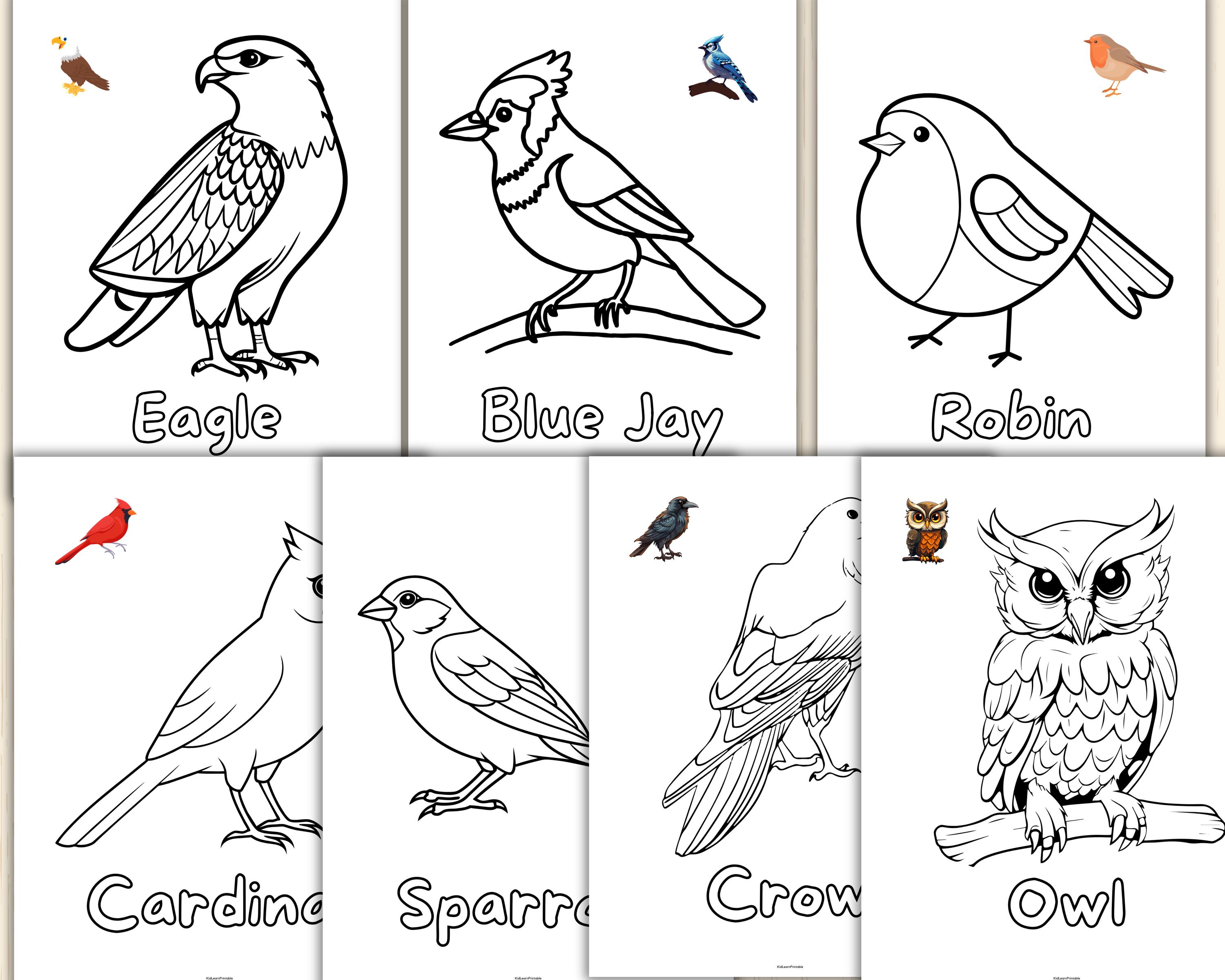 Bird Coloring Pages,bird Coloring Sheets,bird Preschool Activity,bird ...