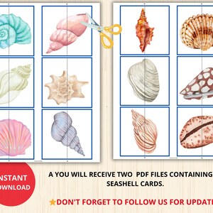 Seashell Matching Activity,seashell Matching Game,ocean Animal Puzzles ...