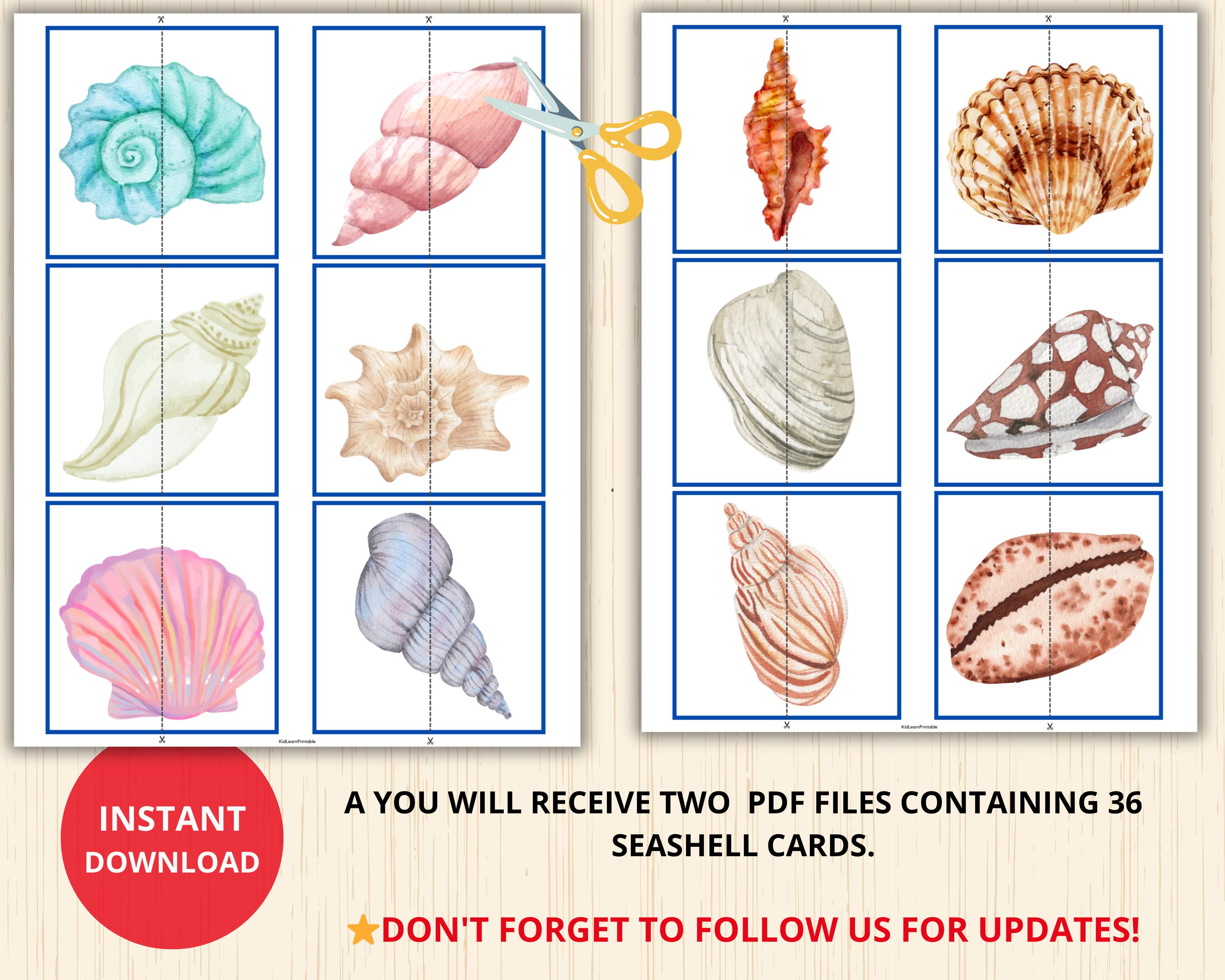 Seashell Matching Activity,seashell Matching Game,ocean Animal Puzzles ...