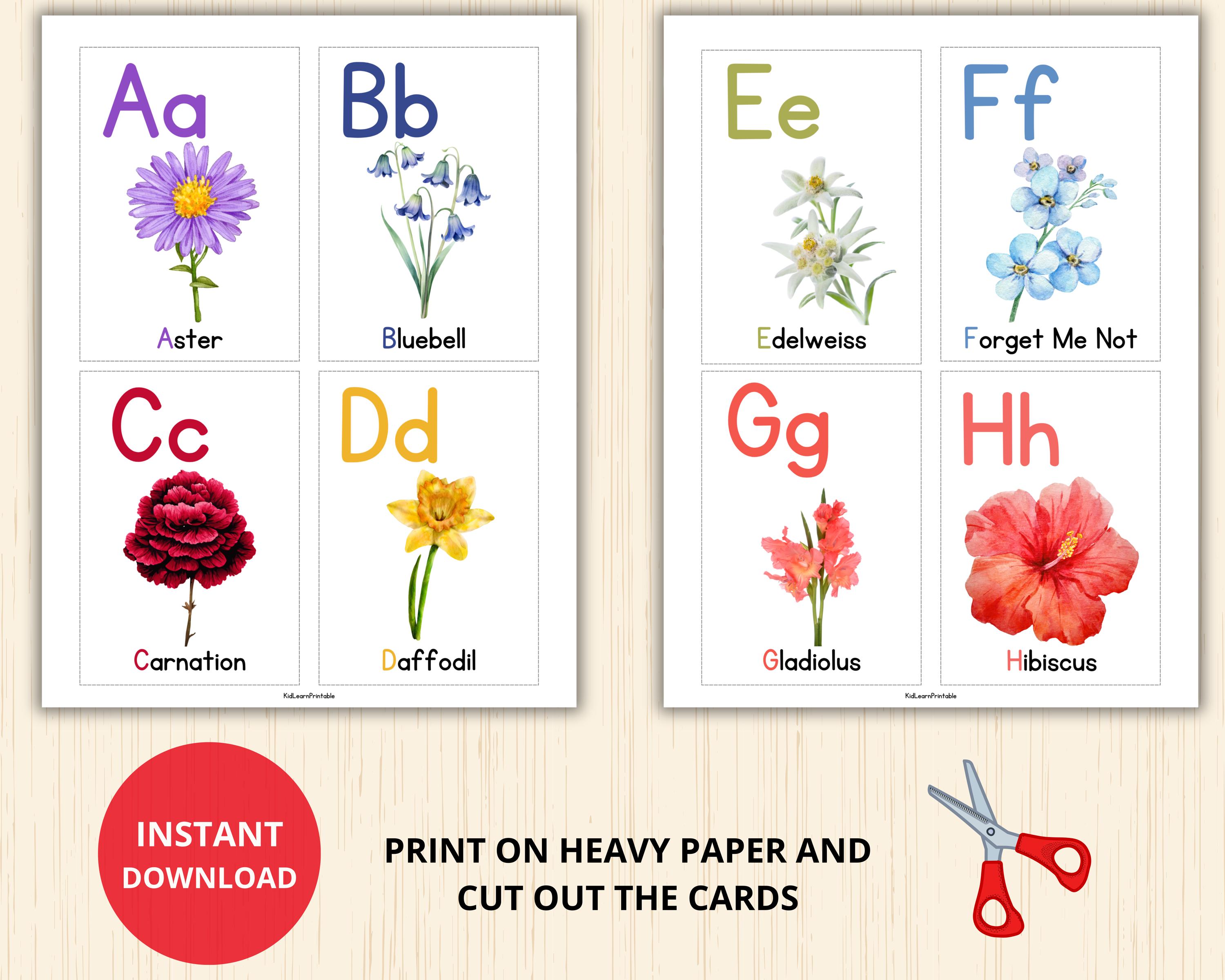 Flower Alphabet,flower Flashcards,flower Identification Cards,abc ...