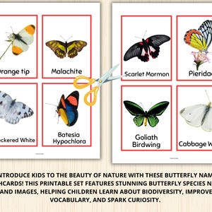 Butterfly Flashcards,butterfly Preschool Montessori,butterfly Unit ...