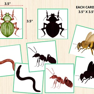Insect Shadow Matching Cards,bug Shadow Matching, Preschool Insects ...