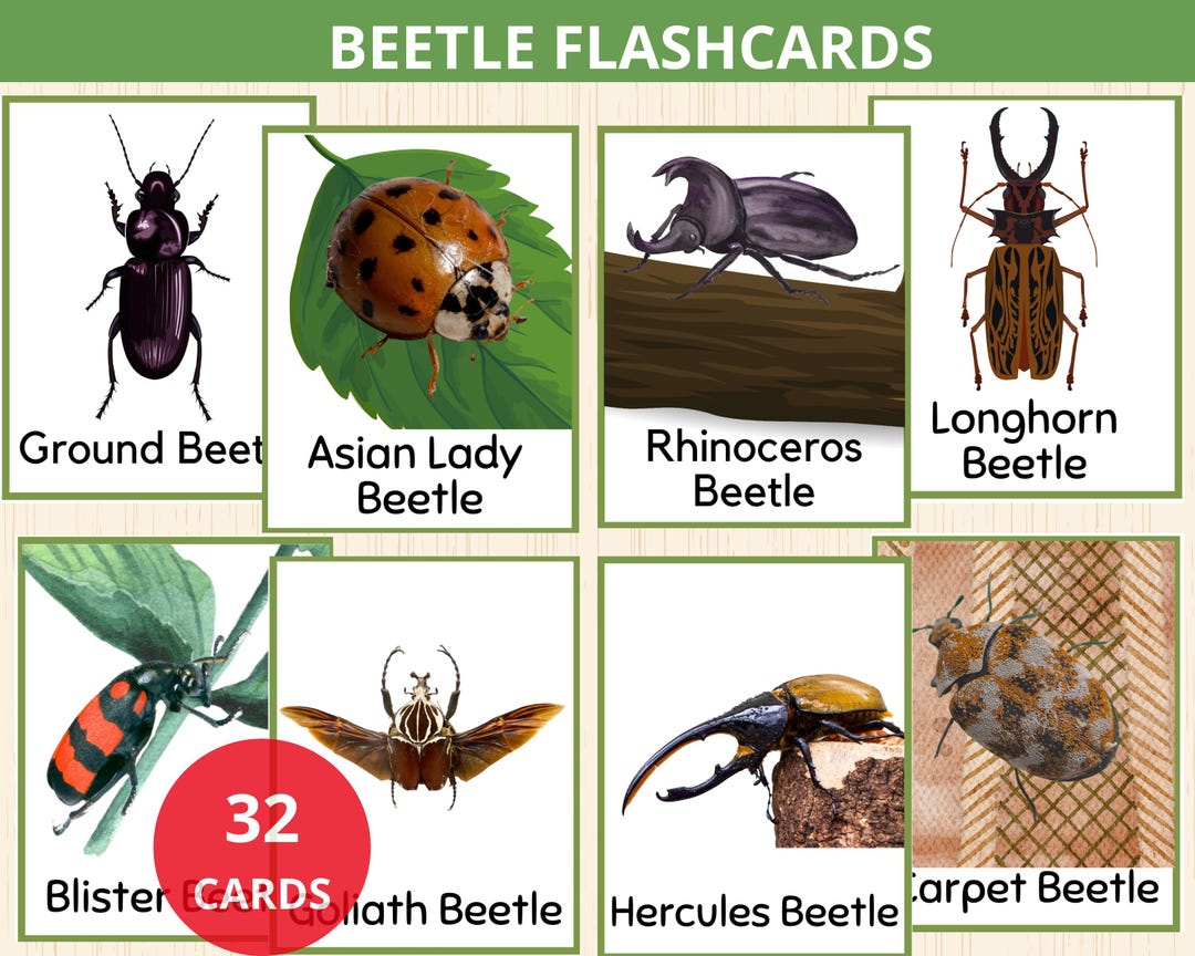 Beetle Flashcards,beetle Vocabulary,beetle Preschool Montessori,beetle ...