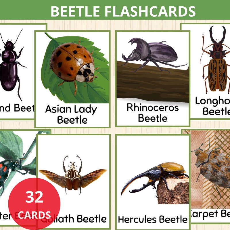 Beetle - Etsy