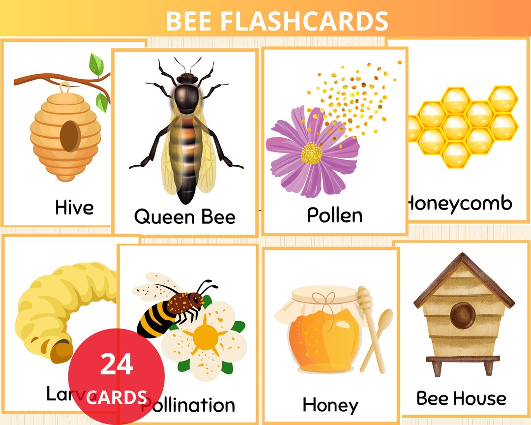 Bee Flashcards,honeybee Flashcards,nature Cards,bee Unit Study,insect ...