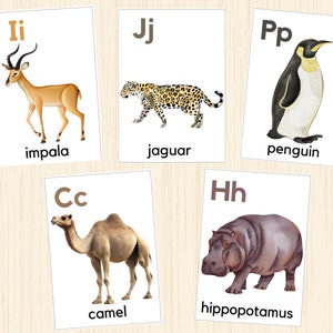 Wild Animals Flashcards,jungle Animals Alphabet,wild Animals Vocabulary ...