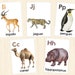 Wild Animals Flashcards,jungle Animals Alphabet,wild Animals Vocabulary ...