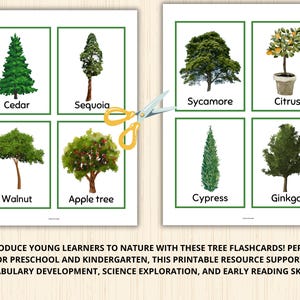 Tree Flashcards,tree Montessori Preschool,tree Unit Study,forest ...