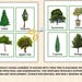Tree Flashcards,tree Montessori Preschool,tree Unit Study,forest ...