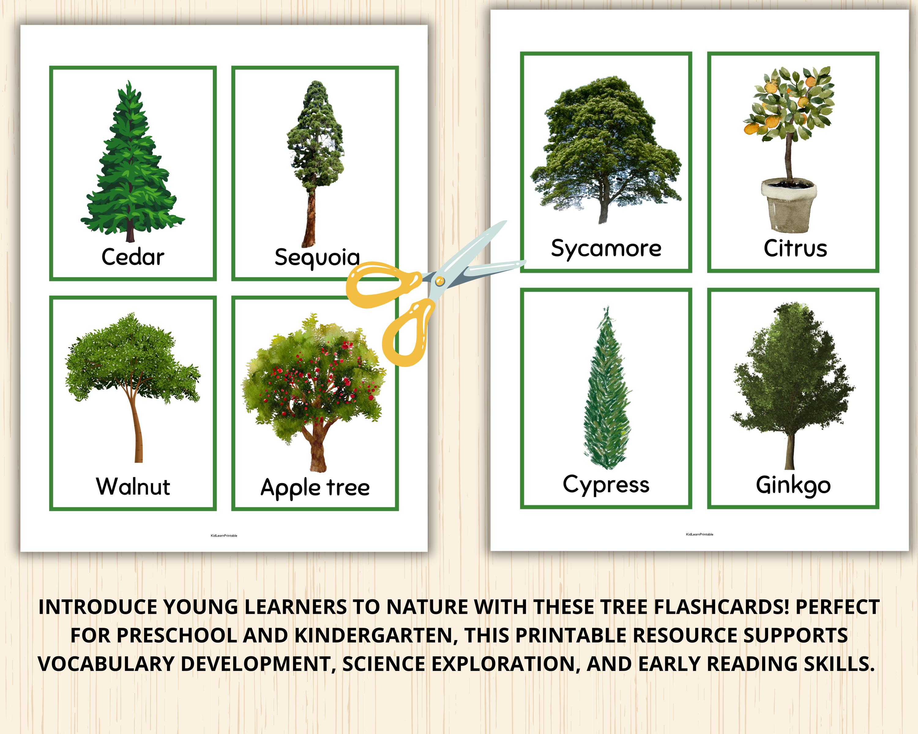 Tree Flashcards,tree Montessori Preschool,tree Unit Study,forest ...