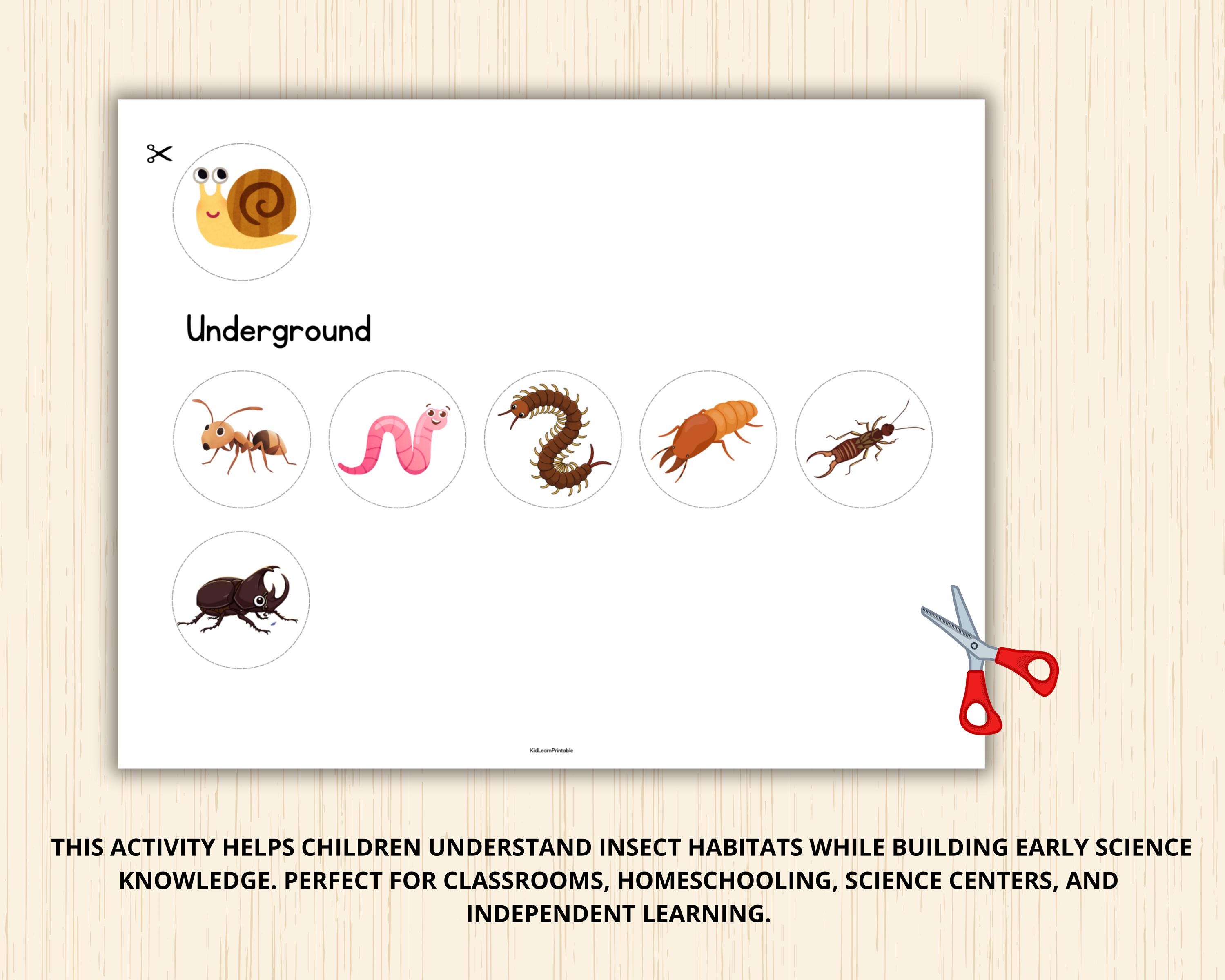 Bugs Sorting Activity,bug Habitat Activity,bug Classification Game ...