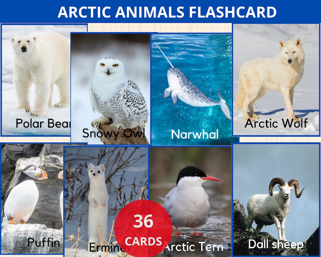 Arctic Animals Flashcards,north Pole Animals Montessori,arctic Animal ...