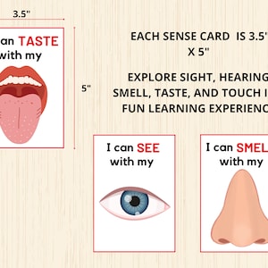 Five Senses Sorting Activity, 5 Sense Activities,5 Senses ...