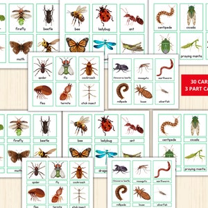 Insect Unit Study,preschool Curriculum,insect Bundle,insect Montessori ...